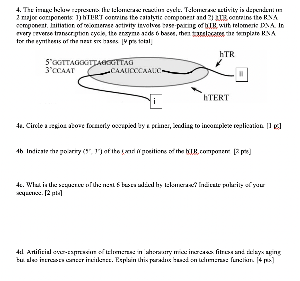 Solved 4. The image below represents the telomerase reaction | Chegg.com
