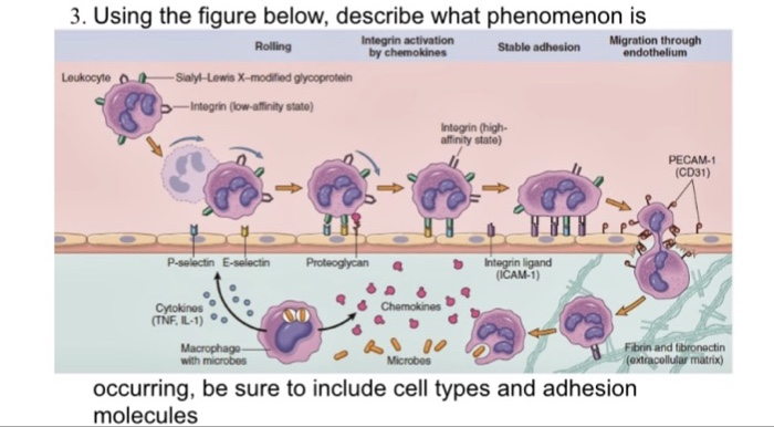 Solved 3. Using the figure below, describe what phenomenon | Chegg.com