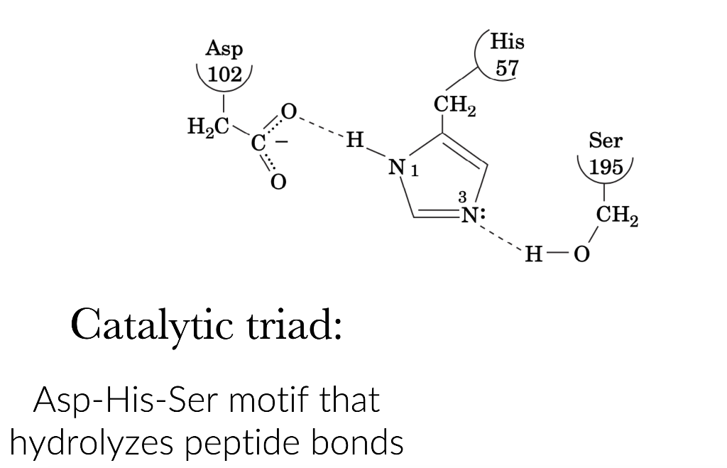 Solved 3. Consider the catalytic triad. If you mutate the | Chegg.com
