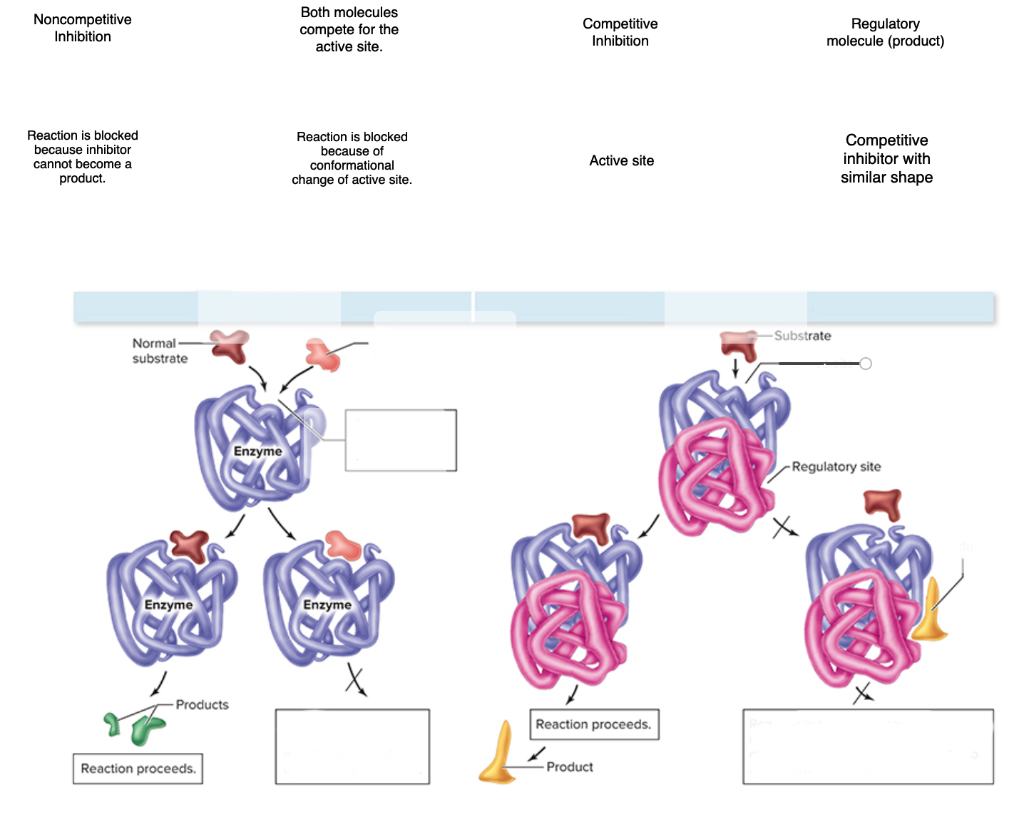 Solved Label this figure to demonstrate your understanding | Chegg.com