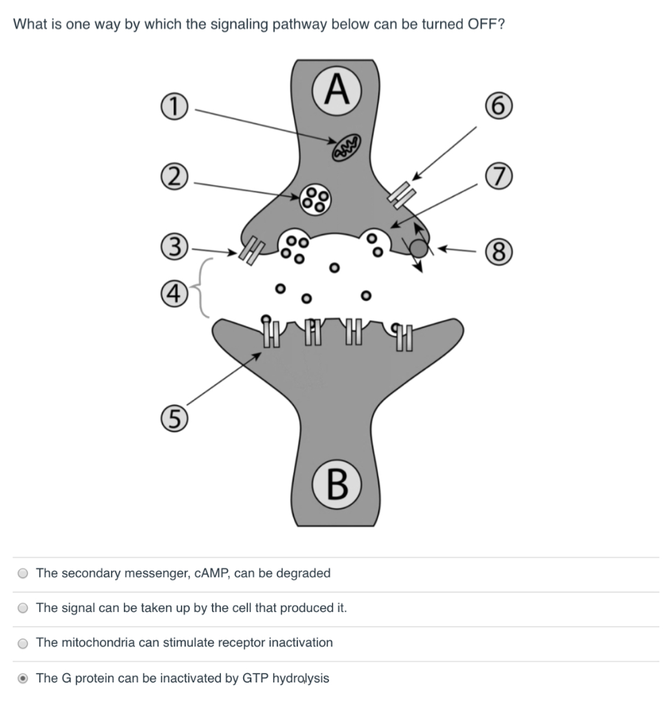 Solved What is one way by which the signaling pathway below | Chegg.com