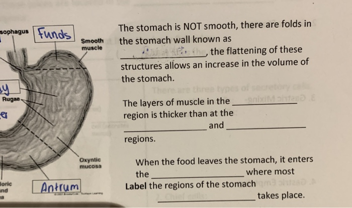 Folds In Stomach Lining