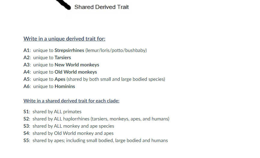 INSTRUCTIONS: 1. On the branches of the phylogenetic | Chegg.com