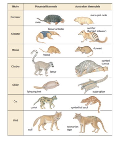 Solved A supercontinent, Pangea, is existed during the | Chegg.com