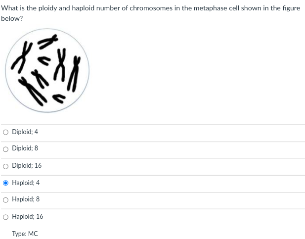 Solved What is the ploidy and haploid number of chromosomes | Chegg.com