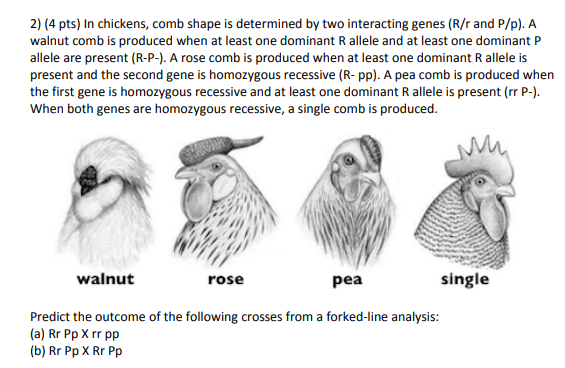 Solved 2) (4 pts) In chickens, comb shape is determined by | Chegg.com