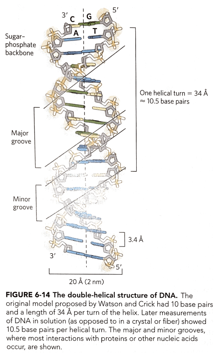 Solved Describe the structure of double-stranded B-DNA based | Chegg.com