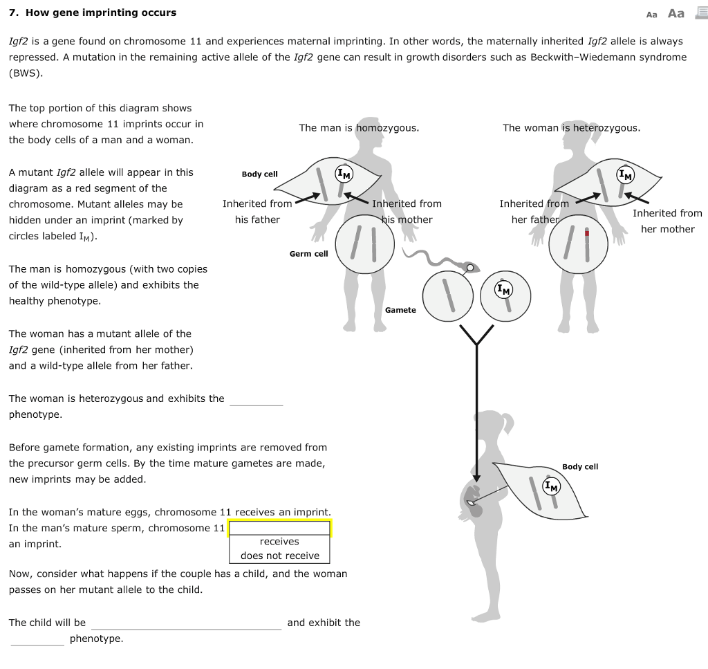 Solved 7. How gene imprinting occurs Aa Aa Igf2 is a gene | Chegg.com