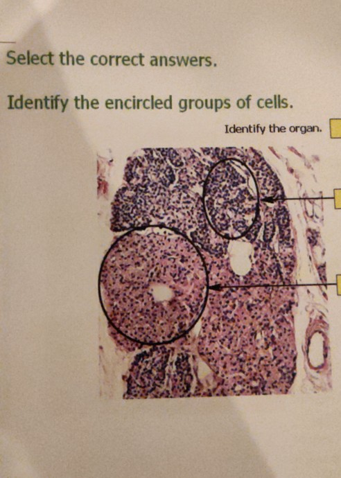 Solved Select the correct answers. Identify the encircled | Chegg.com