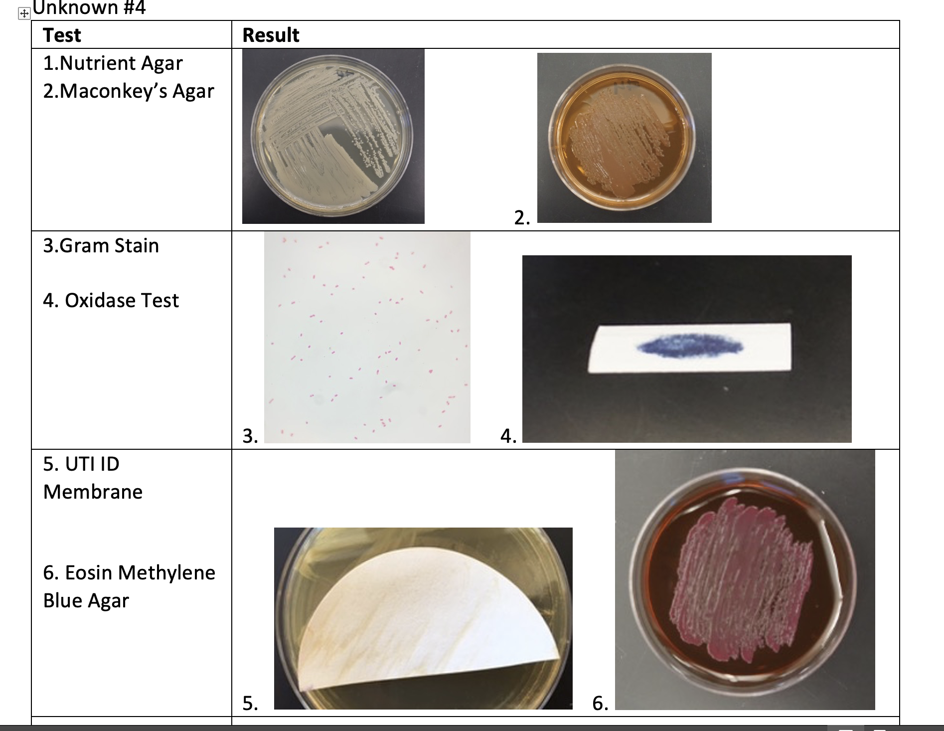 Solved When microbiologists isolate bacteria, the identity | Chegg.com