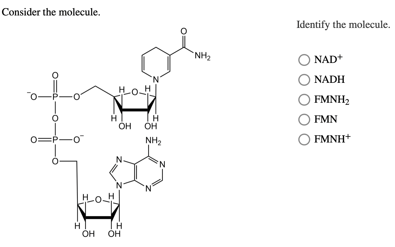 Nadh Molecule