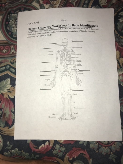 Solved Name: Anth 2301 n Osteology Worksheet 1: Bone | Chegg.com
