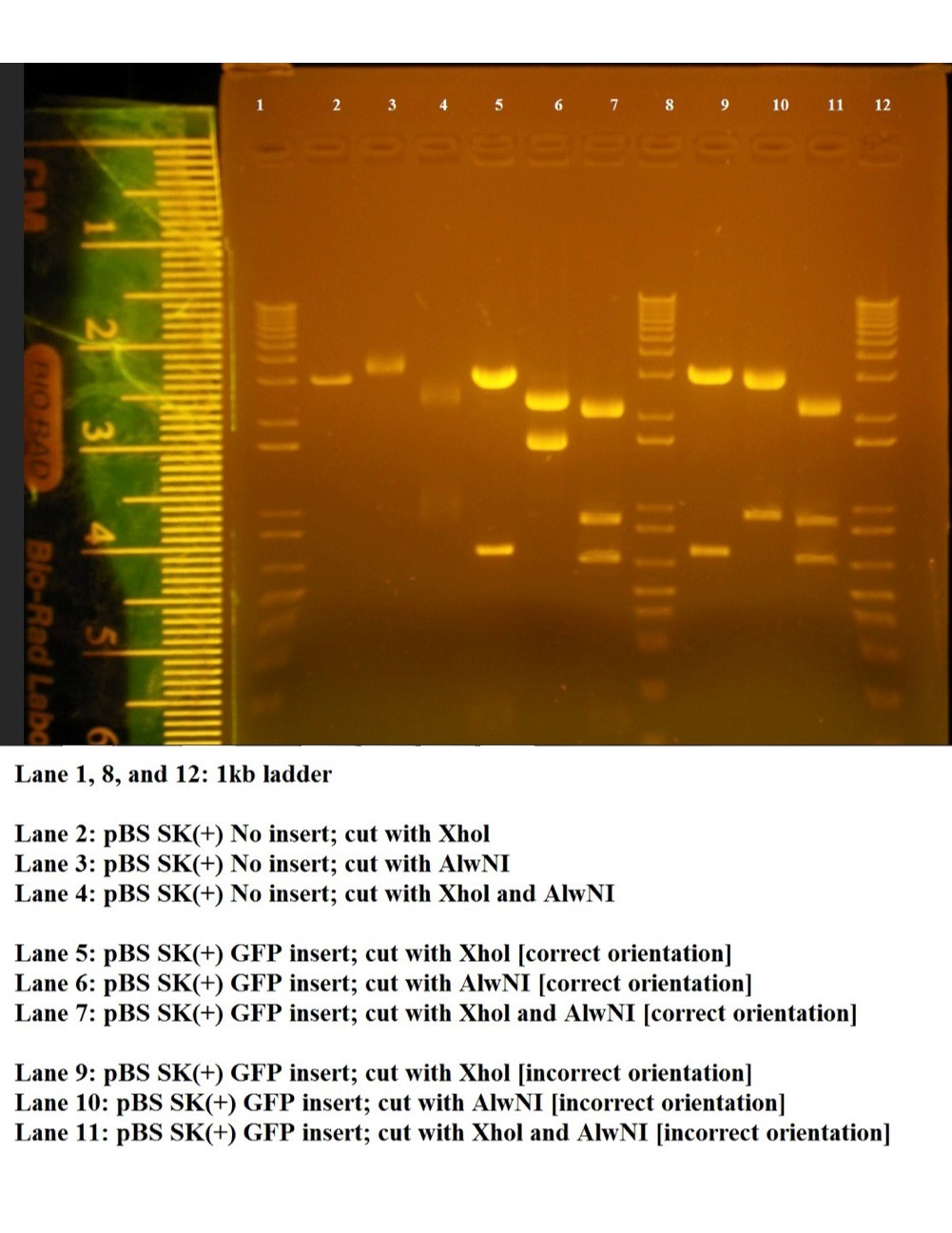 Solved why did you digest the plasmid with AlwNI? What is | Chegg.com
