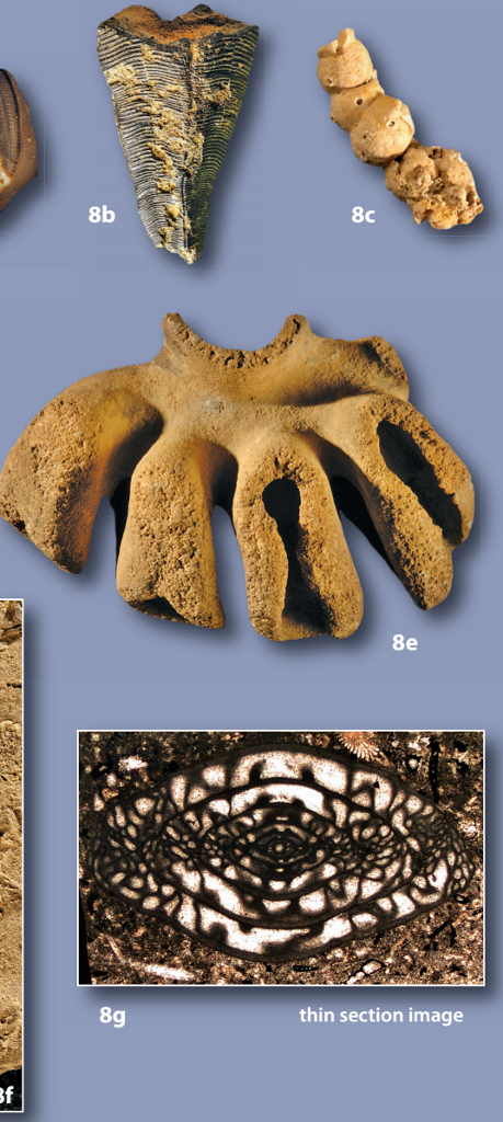 Solved FAUNA 2 2a 2b 2c 2d 2e | Chegg.com