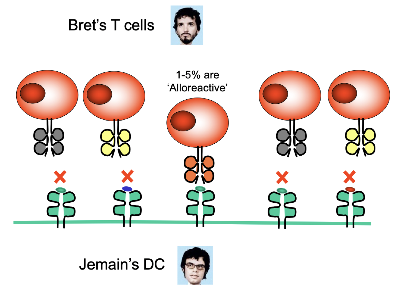 Solved Transplant rejection and MHC - MHC are the most | Chegg.com