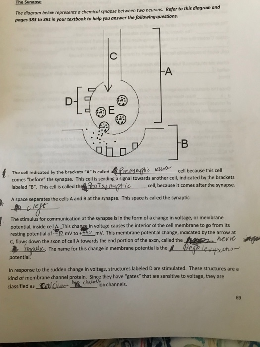 Solved The Synapse The diogram below represents a chemical | Chegg.com
