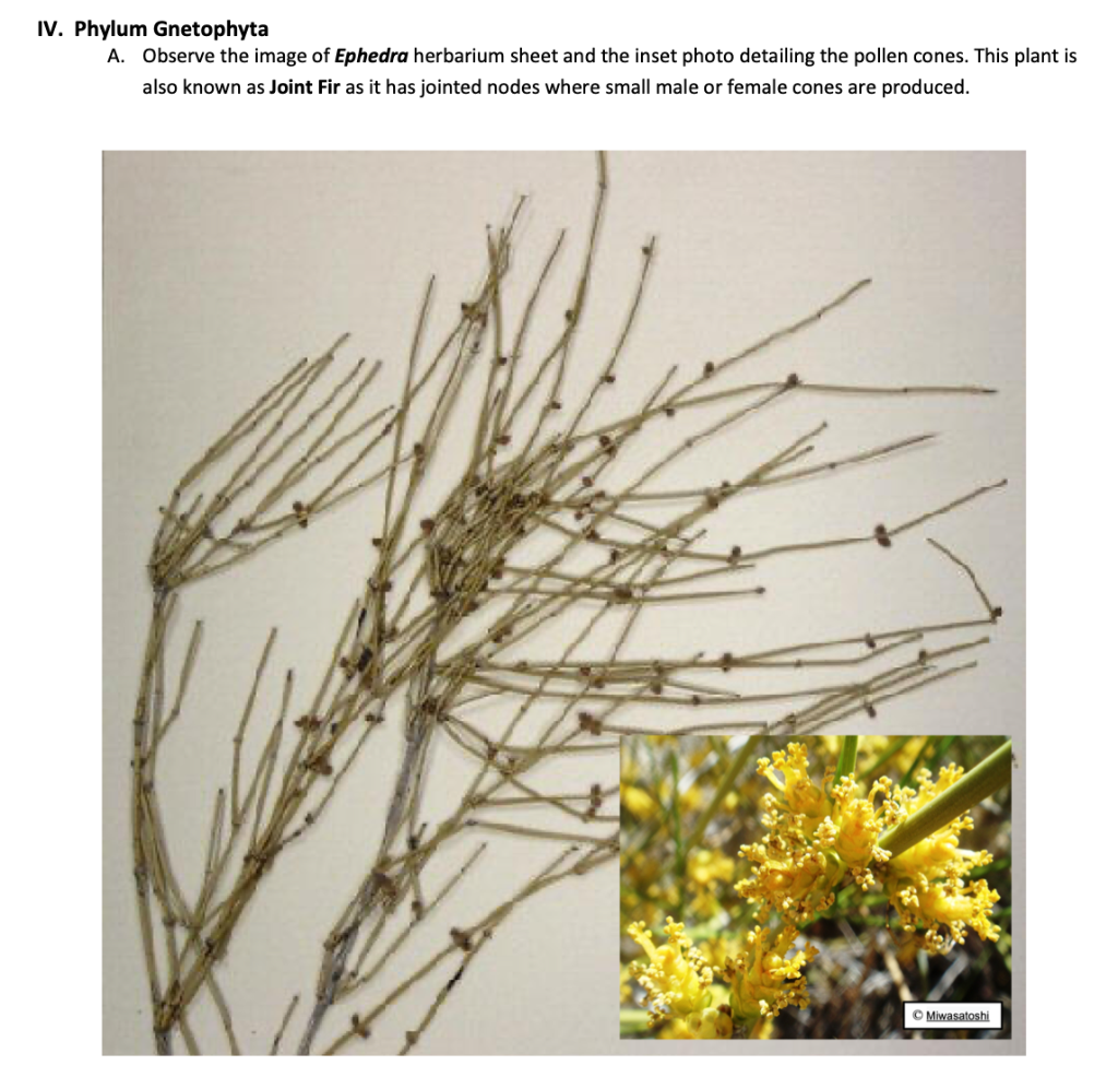 Solved Phylum Gnetophyta A. Observe the image of Ephedra | Chegg.com