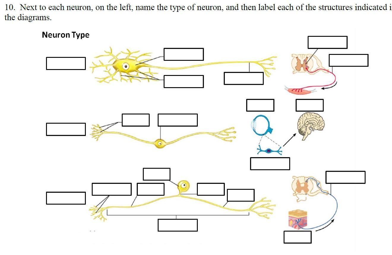 Solved 10. Next to each neuron, on the left, name the type | Chegg.com