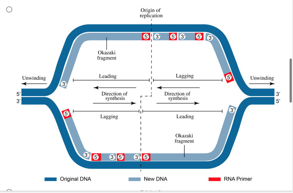 Solved Step 2: Identify the direction of DNA synthesis in | Chegg.com