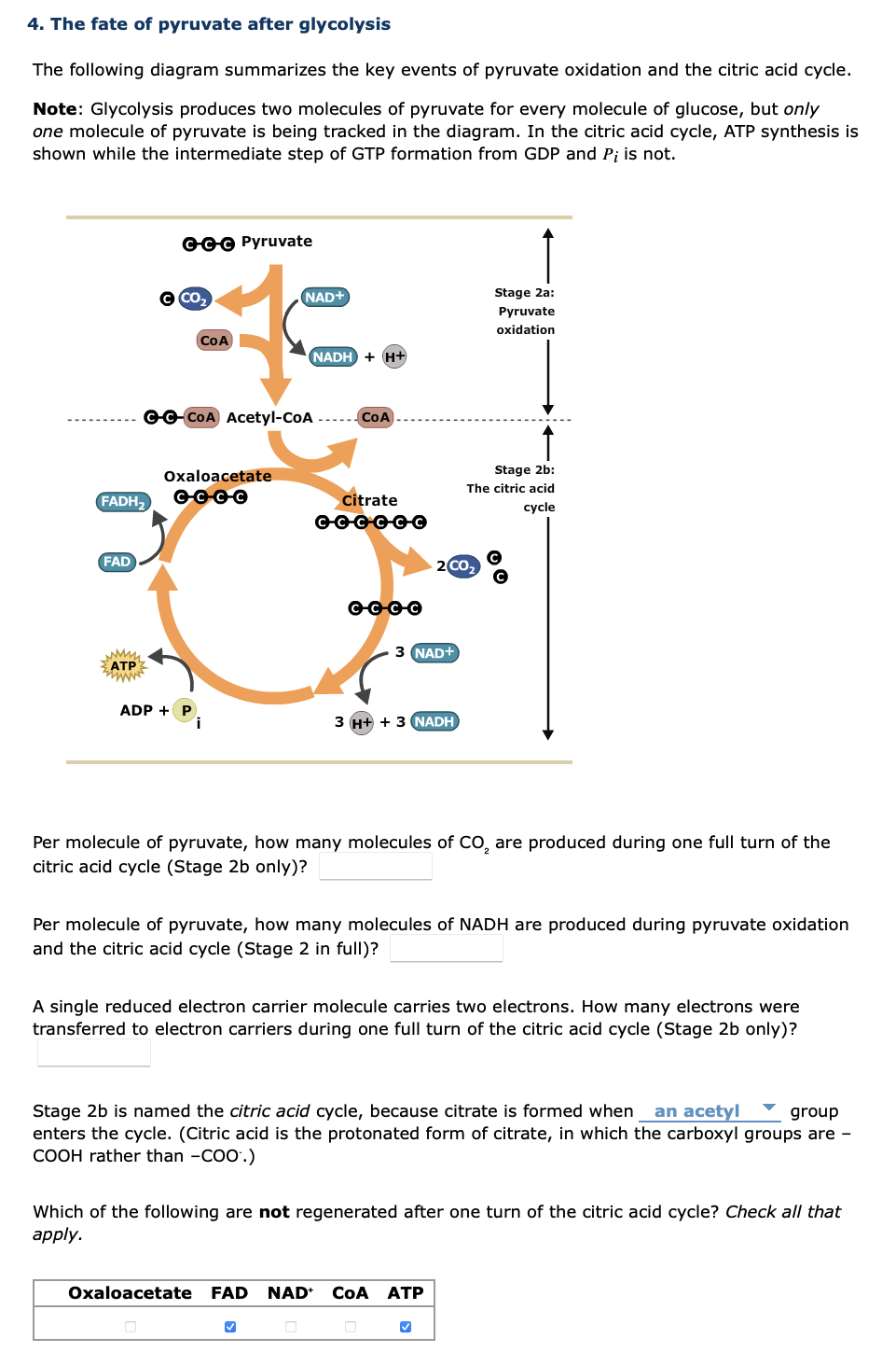 Solved 4. The fate of pyruvate after glycolysis The | Chegg.com