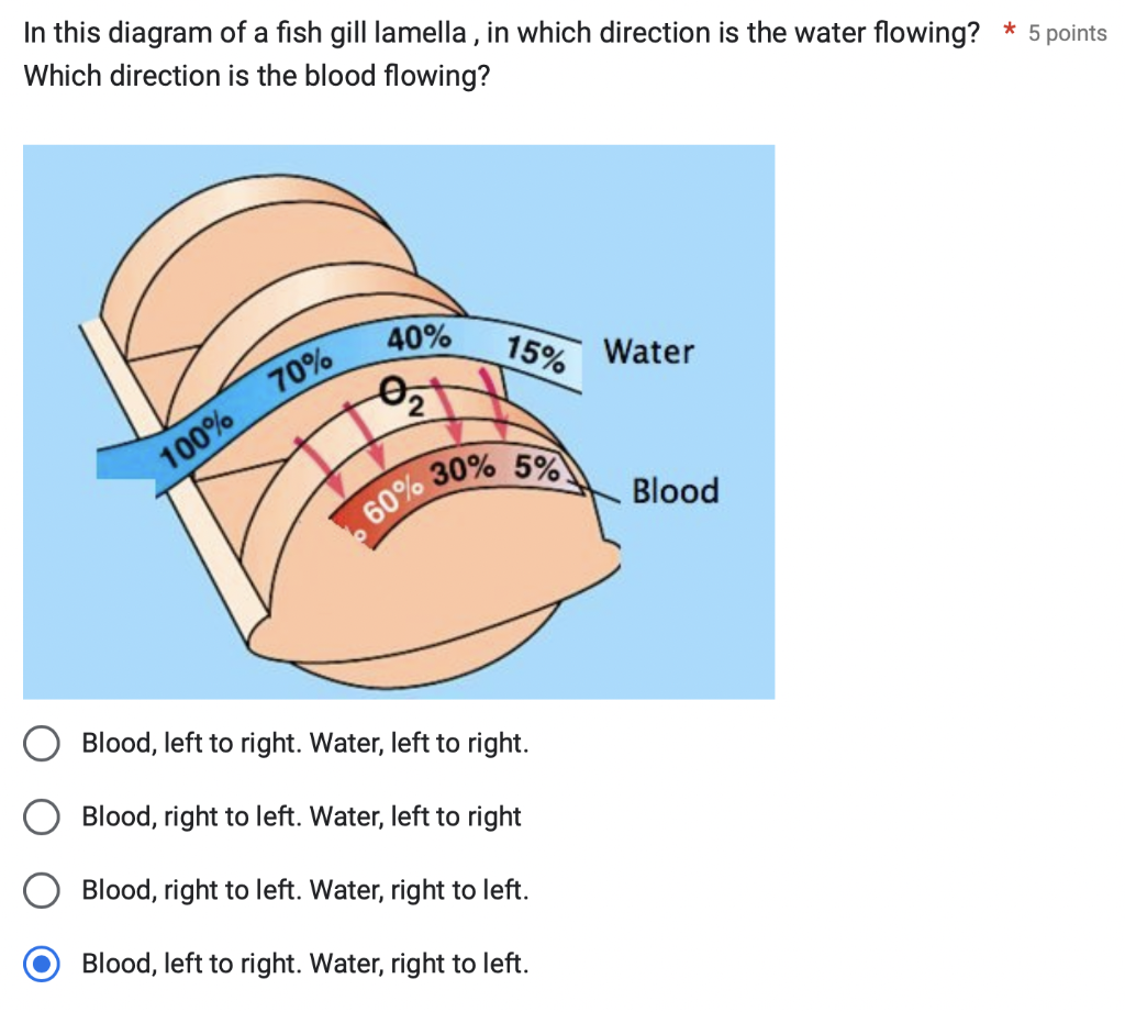 Solved In this diagram of a fish gill lamella , in which | Chegg.com