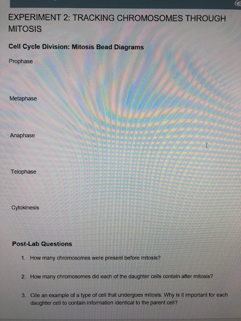 Solved: EXPERIMENT 2: TRACKING CHROMOSOMES THROUGH MITOSIS... | Chegg.com