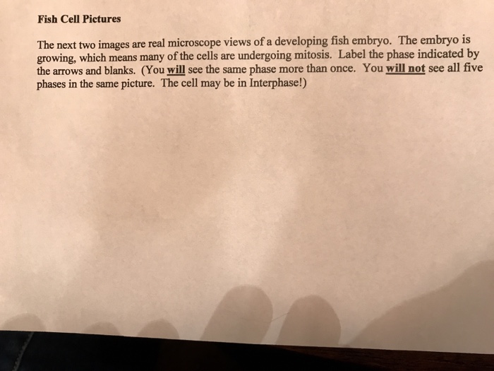 Fish Cell Pictures The next two images are real | Chegg.com