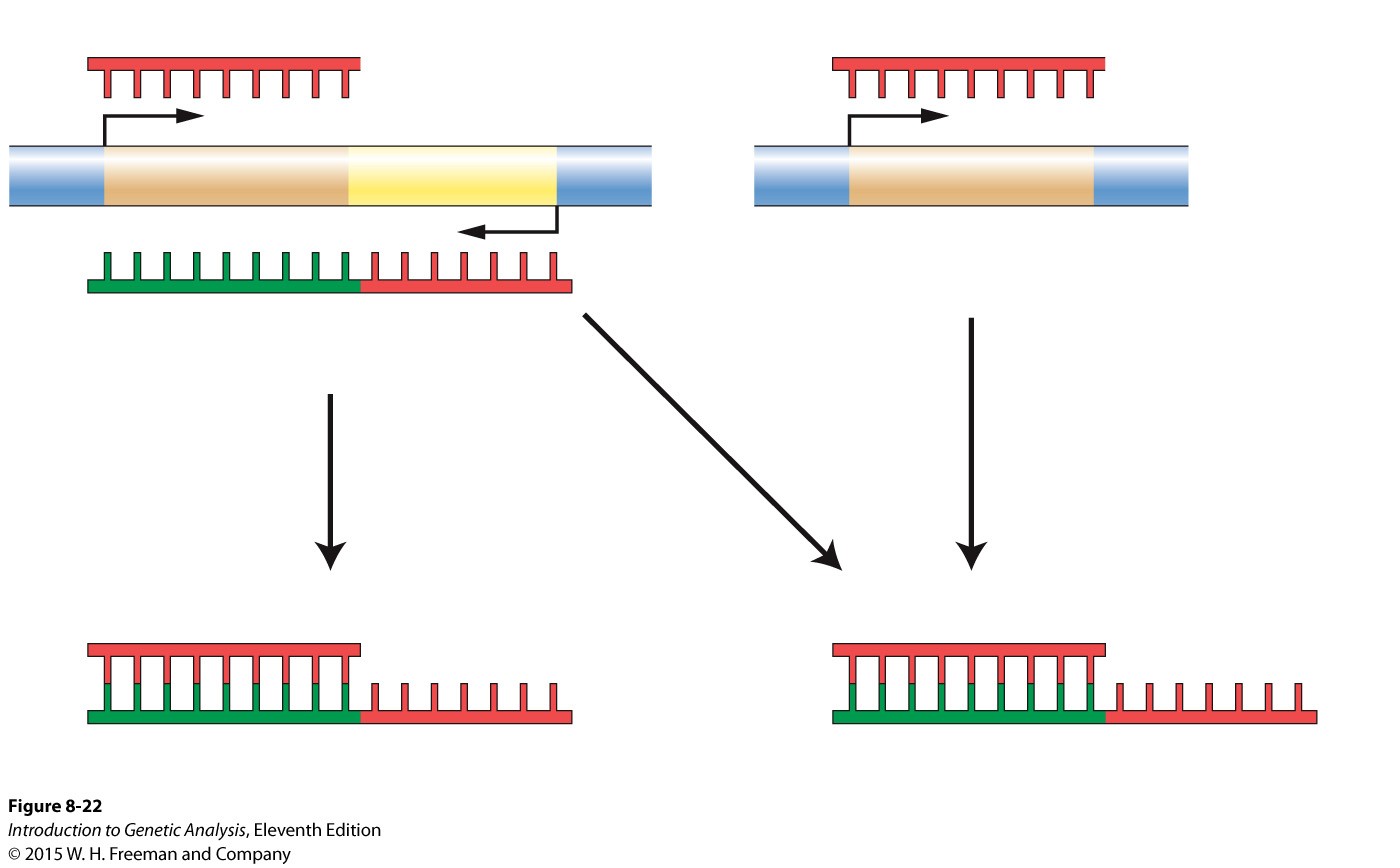 Solved Label the following figure with endogenous gene, | Chegg.com Solved Label the following figure with endogenous gene, | Chegg.com