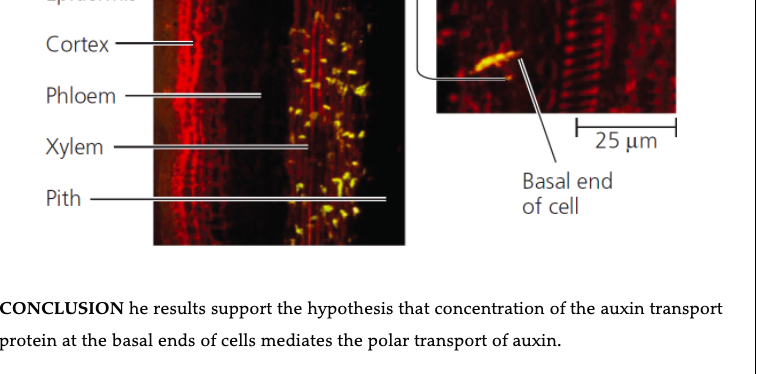Solved What part of a grass coleoptile senses light, and how | Chegg.com