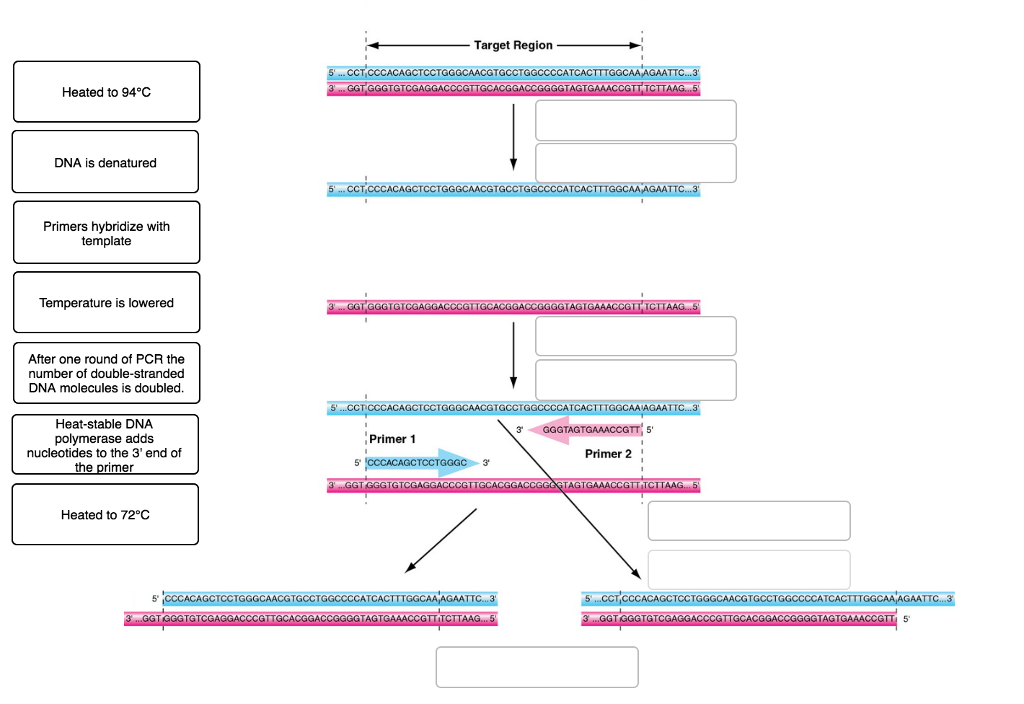 Solved Target Region Heated to 94°C DNA is denatured | Chegg.com