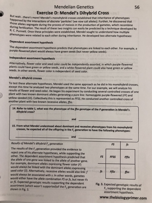 Solved Mendelian Genetics Exercise D: Mendel's Dihybrid | Chegg.com