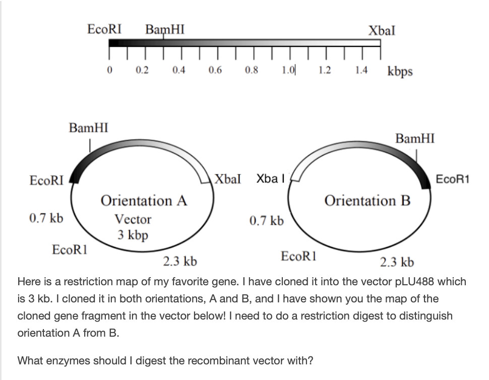 Solved EcoRI BamHI Xbal 0 0.2 0.4 0.6 0.8 1.01 1.2 1.4 kbps | Chegg.com