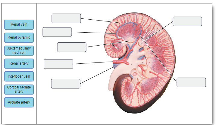 Solved Renal vein Renal pyramid Juxtamedullary nephron Renal | Chegg.com