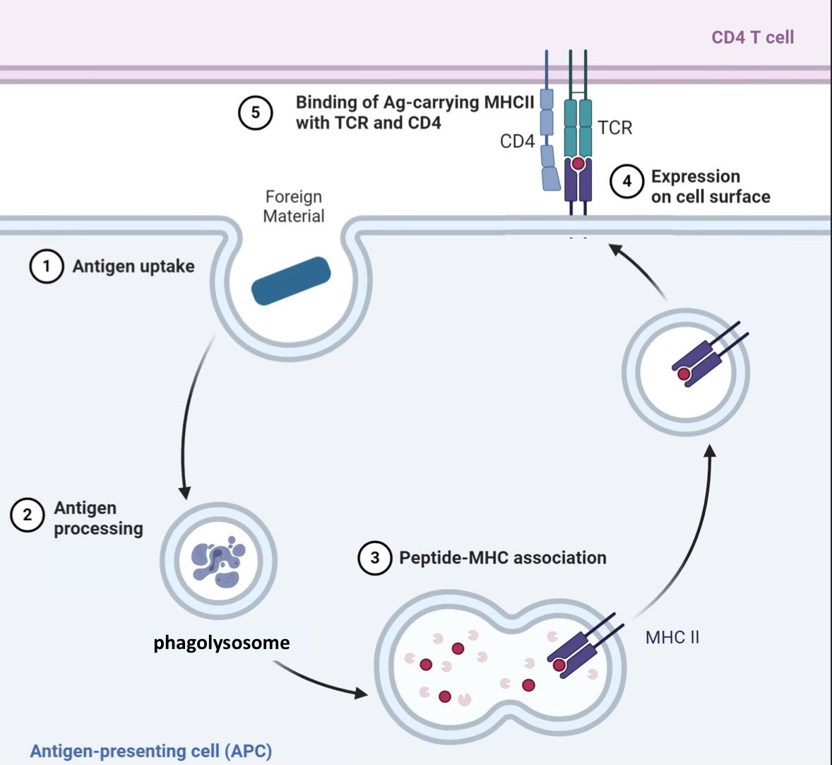 Solved CD4 T cell (5) Binding of Ag-carrying MHCl with TCR | Chegg.com