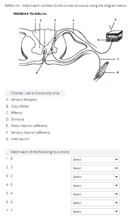 Solved Reflex Arc: Match each number to the correct | Chegg.com