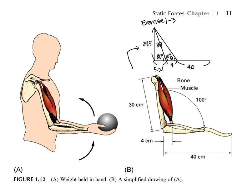 Solved Calculate the force applied by the biceps and the | Chegg.com