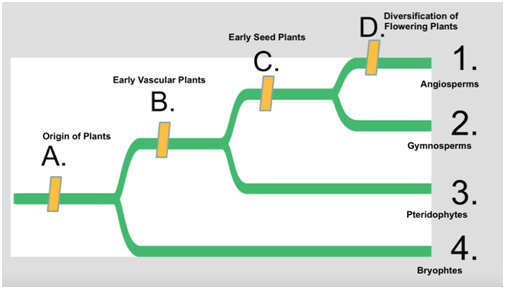 Solved Based on the phylogenetic tree, label the four major | Chegg.com