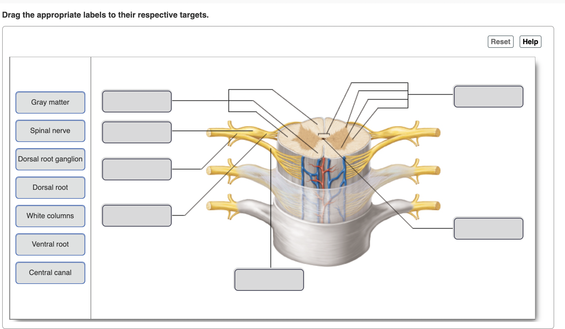 Solved Drag the appropriate labels to their respective | Chegg.com