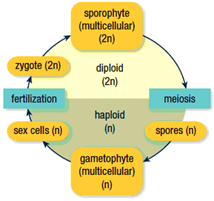 Solved 1. Oysters have three unsegmented body parts: a | Chegg.com