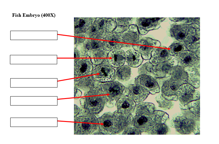 Solved Cell Division Worksheet #1 Microscope Images (Type in | Chegg.com
