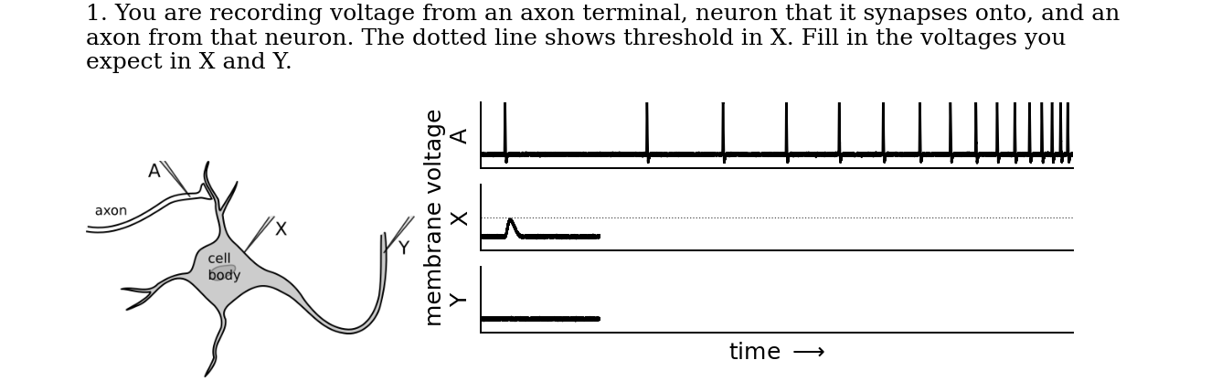 Solved 1. You are recording voltage from an axon terminal, | Chegg.com