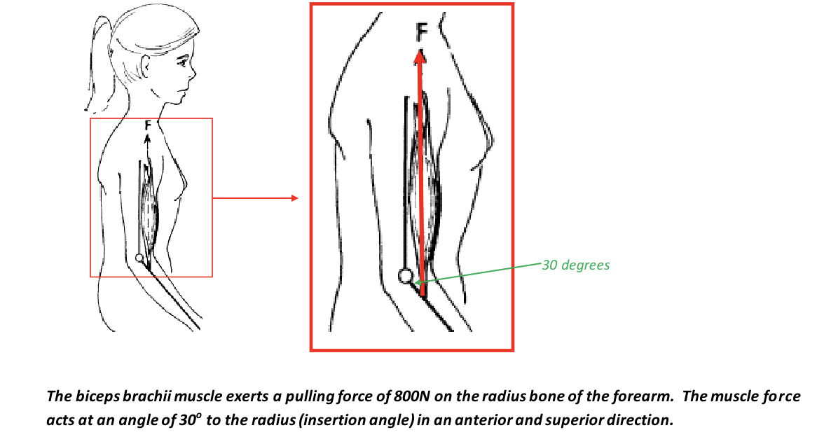 Solved The biceps brachii muscle exerts a pulling force of | Chegg.com