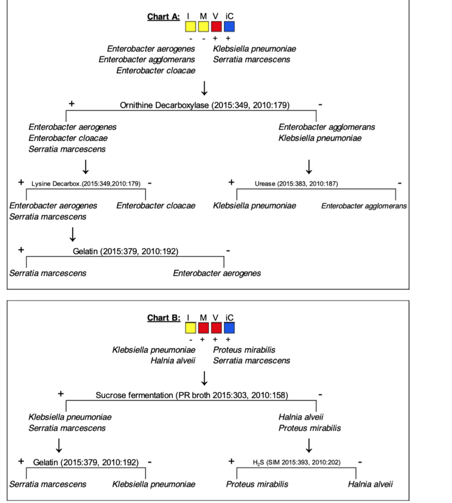 Solved Chart A: I MV IC + Enterobacter aerogenes | Chegg.com