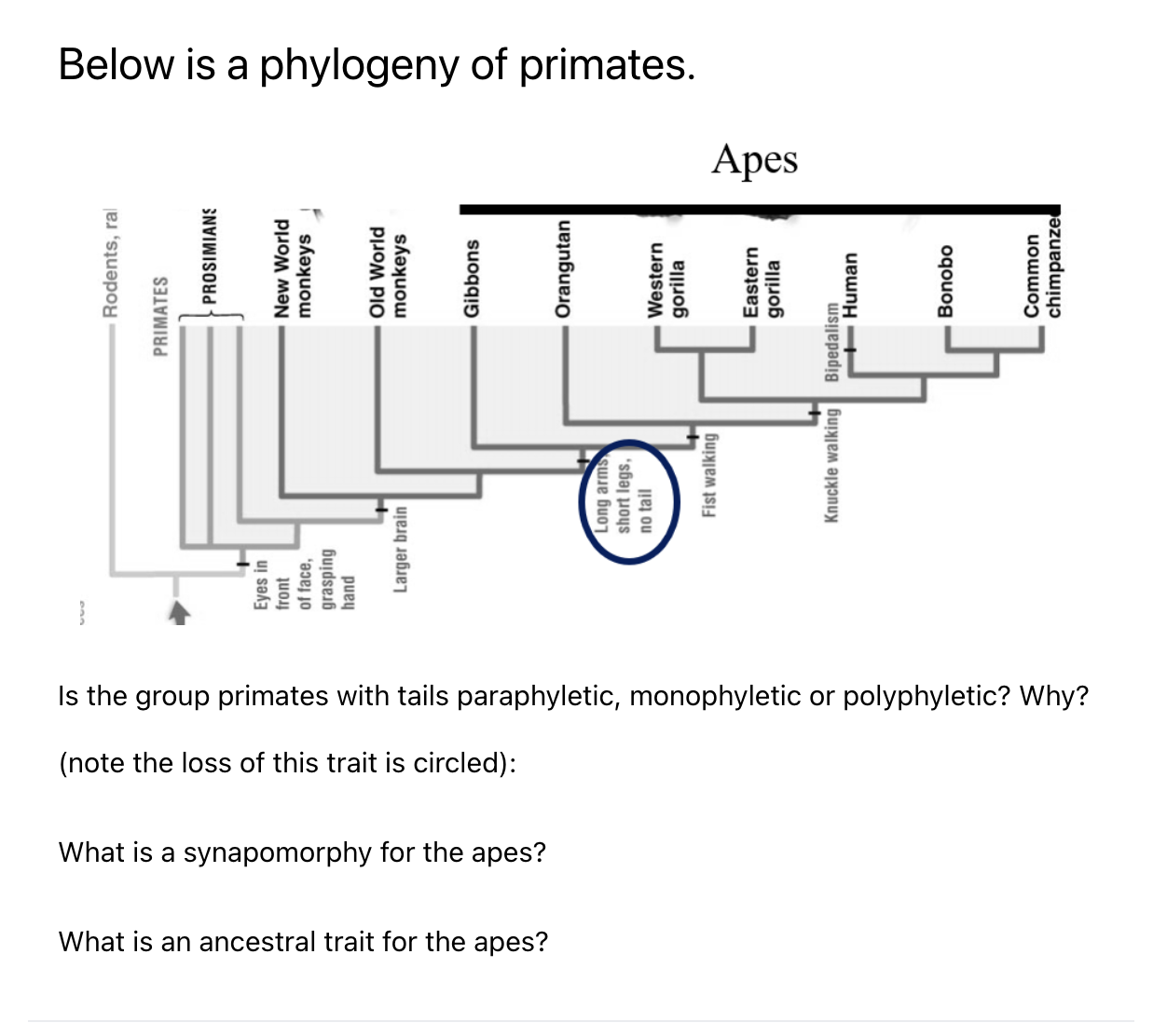 Solved Below is a phylogeny of primates. Is the group | Chegg.com