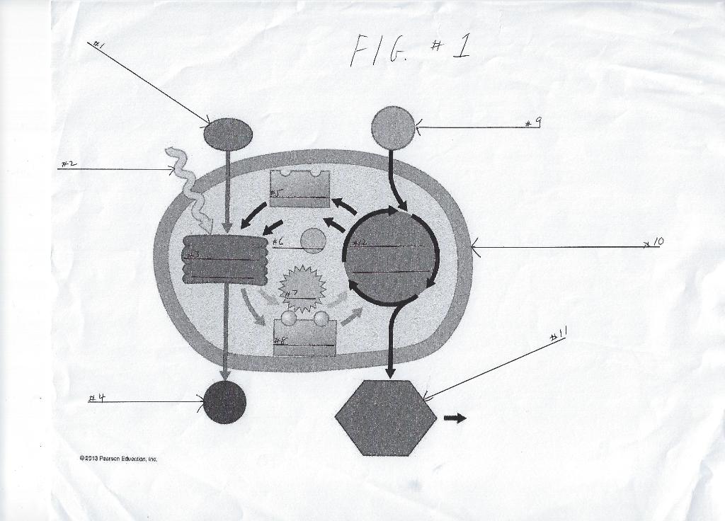Solved Use the following terms to label Figure #1: | Chegg.com