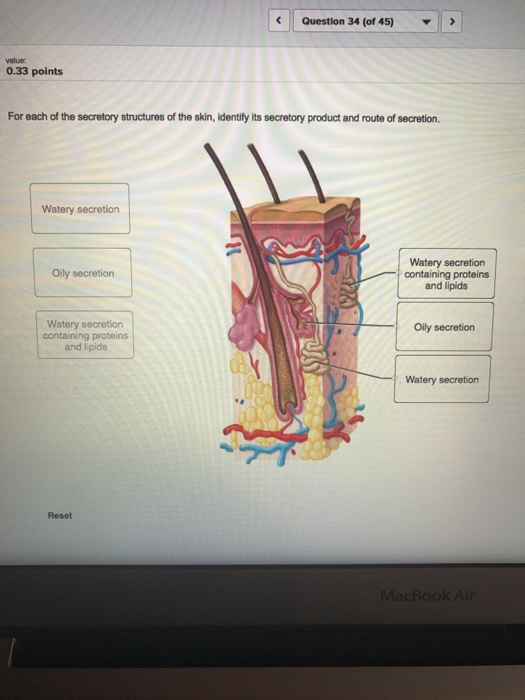 Solved For each of the secretory structures of the skin, | Chegg.com
