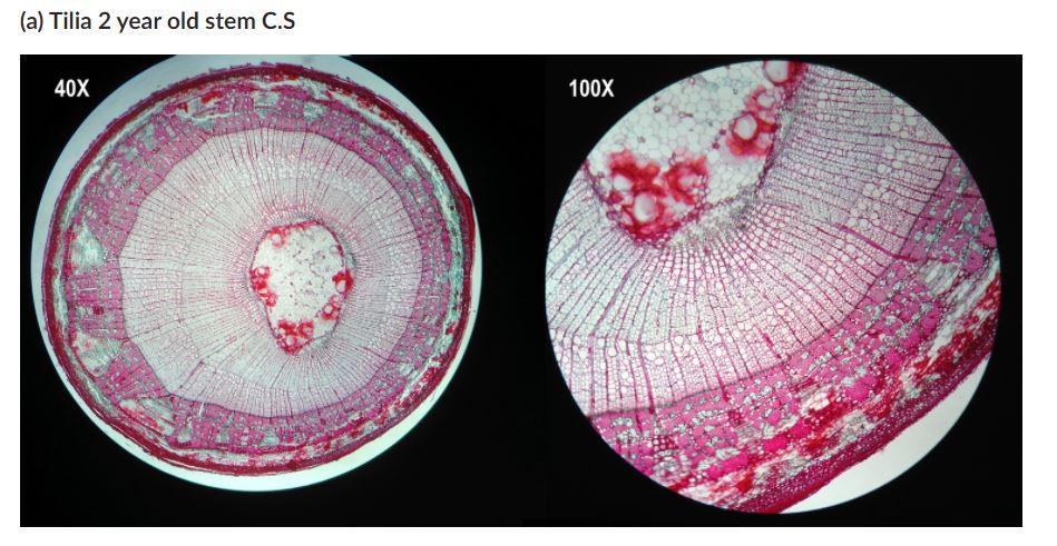 Solved Section 3: Examination of sections of old tree trunks | Chegg.com