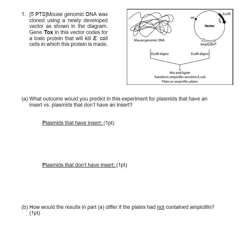 Solved EcoRI Vector 1. [5 PTS]Mouse genomic DNA was cloned | Chegg.com