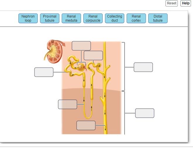 Solved Reset Help Nephron loop Proximal tubule Renal medulla | Chegg.com