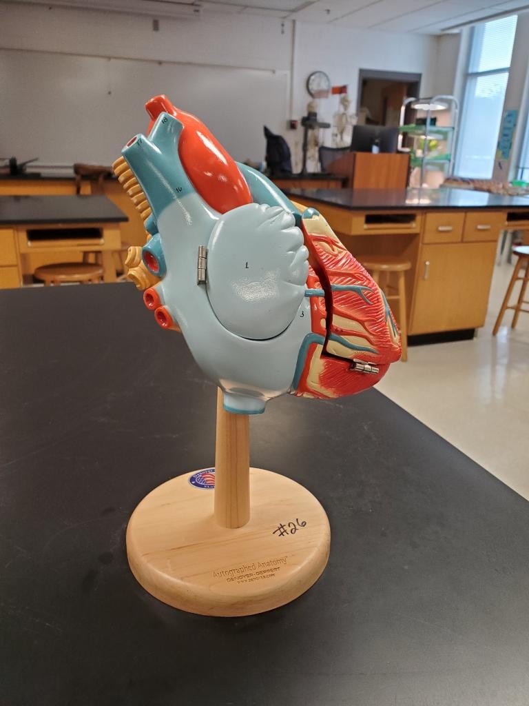 Solved 96# Autographed Anatomy #26 Autographed Anatomy des | Chegg.com